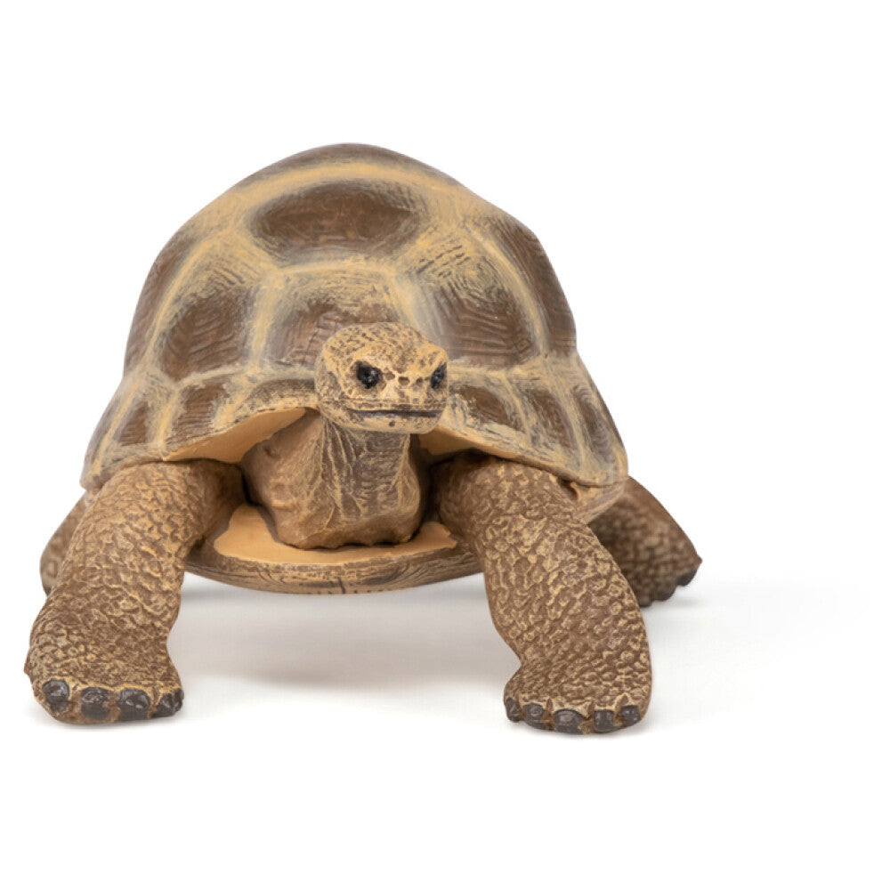 Buy Papo - Hermann's Tortoise online at DAM Toys USA – Dam Toys B2C